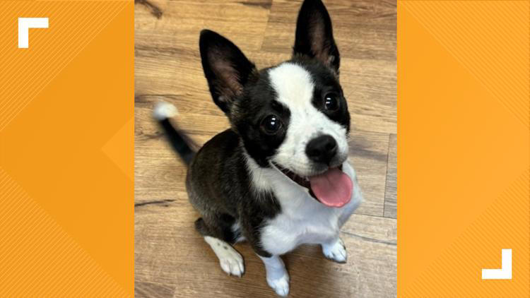 Furry Friends | Meet Cricket, the puppy