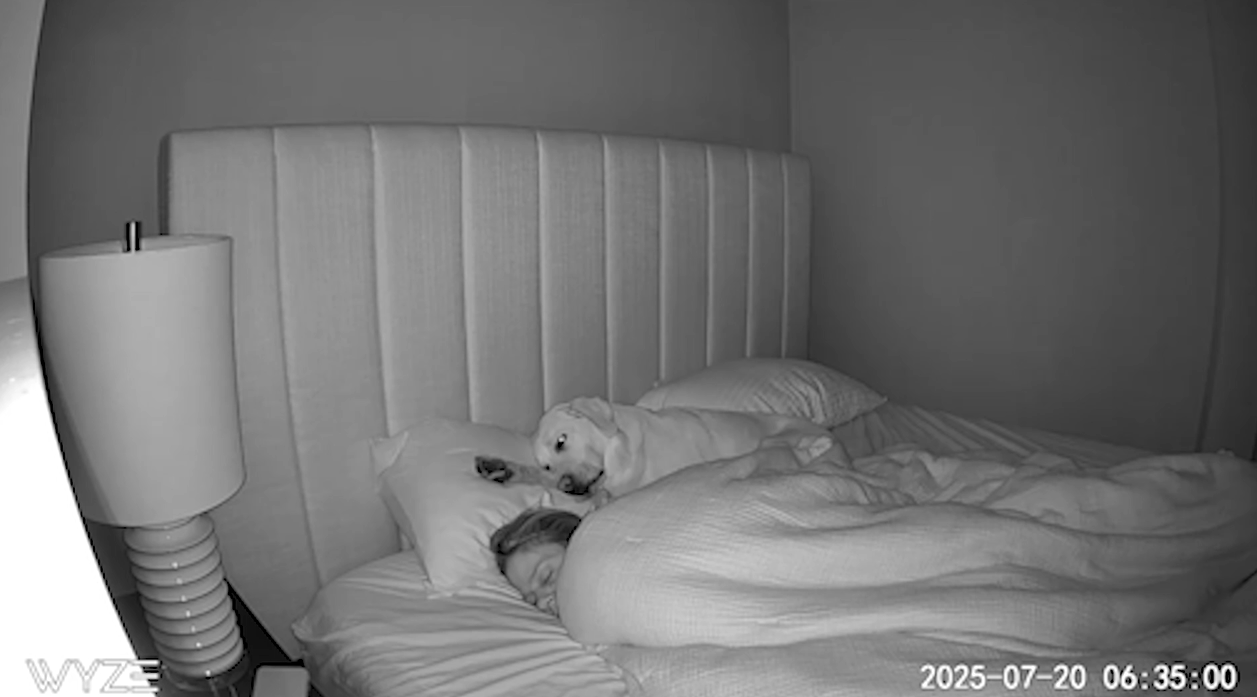 Labrador Realizes It’s Time To Start The Day, Doesn’t Hold Back