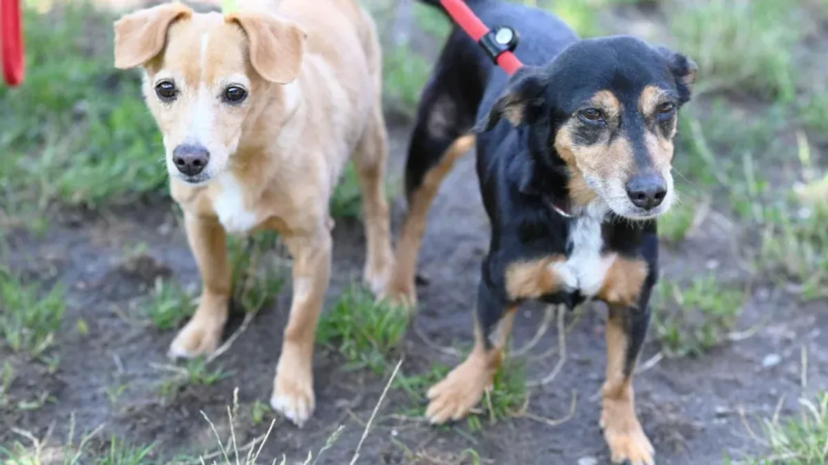 Tierheim Berlin: Chihuahua-Dackel-Mischlinge suchen neues Zuhause