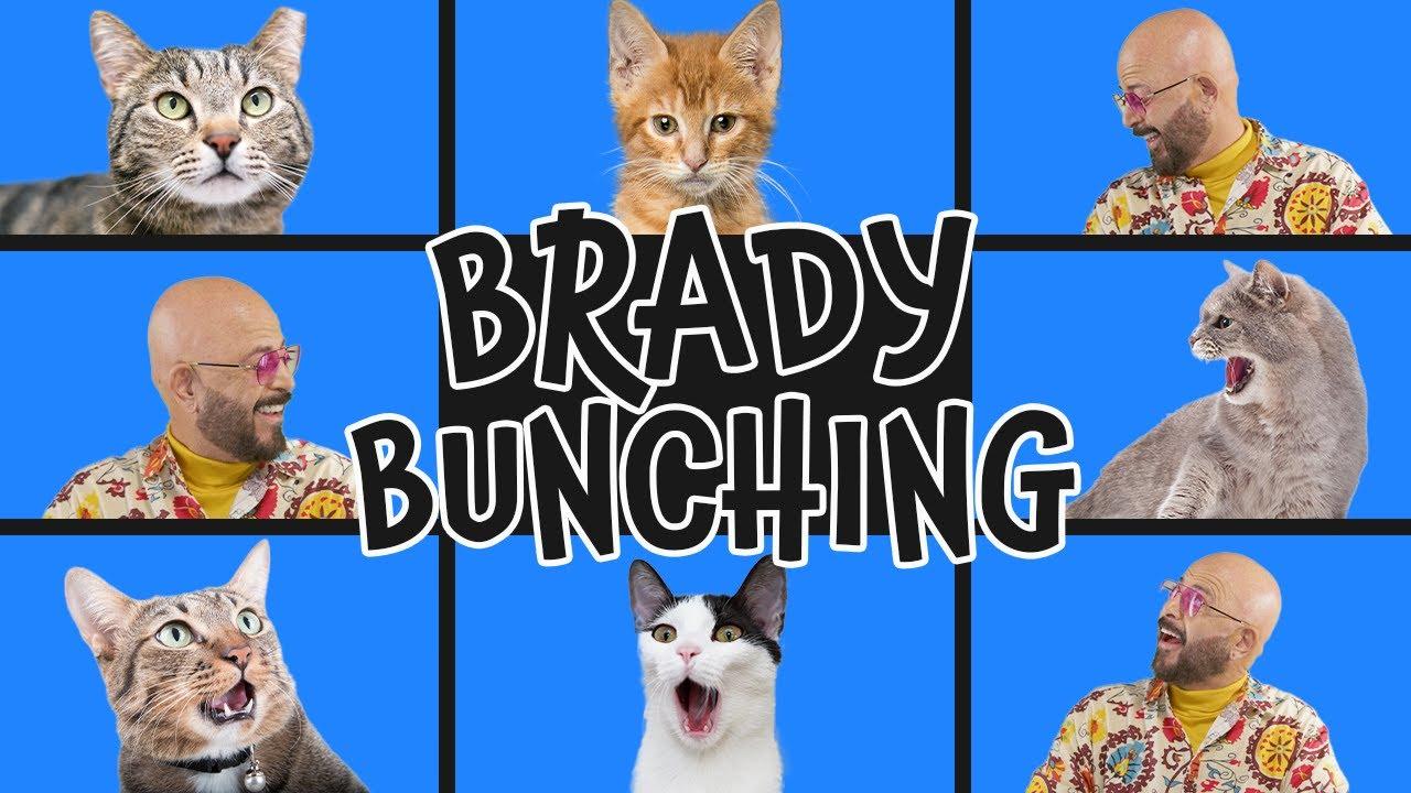Brady Bunching: Introducing Two Groups Of Cats