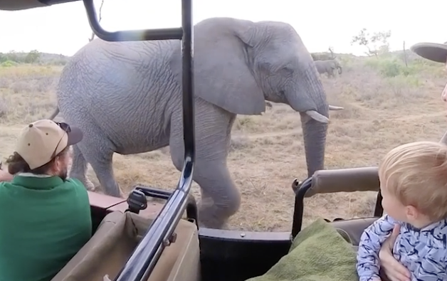 Elephant Returns Toddler’s Wave in Sweet Safari Moment