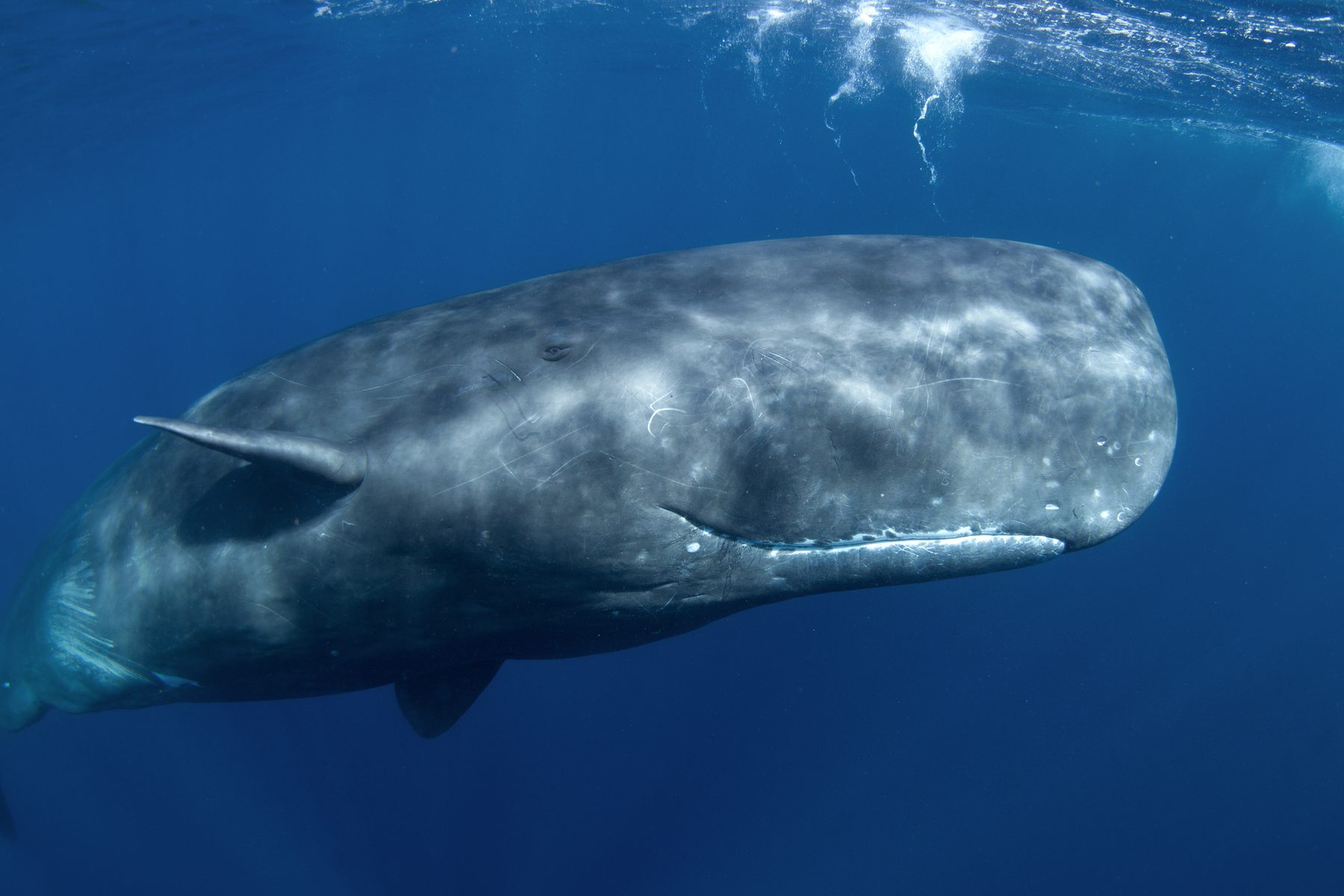 20 disturbing facts about whales, the giants of the sea