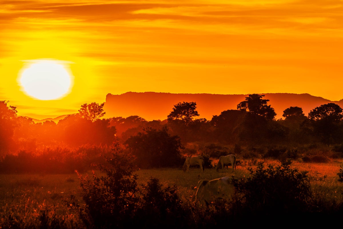 This Brazilian wildlife hotspot is cheaper than an African safari