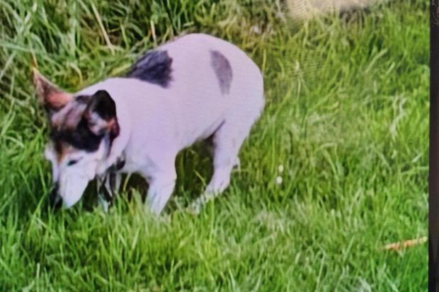 Ploce appealing for information on missing dog with limited sight and ...