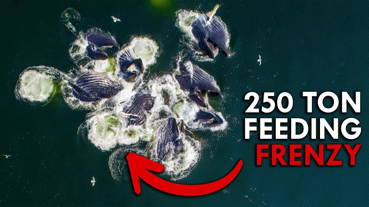 The Ocean Comes Alive When Humpback Whales Feed