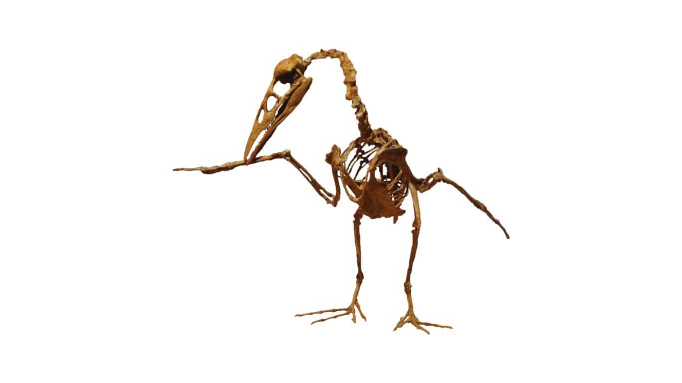 The Best U.S. States For Digging Up Dinosaur Fossils, Ranked