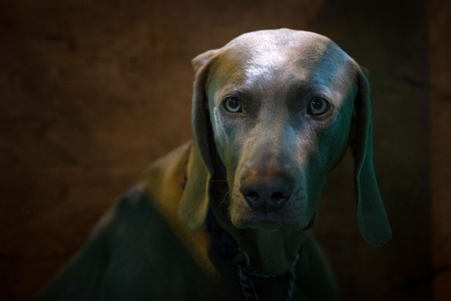 Health problems linked to popular dog breeds