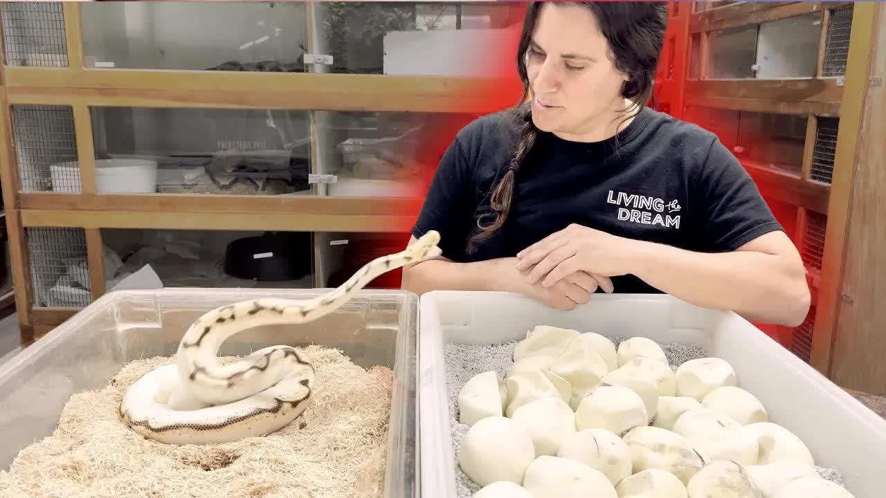 Angry Ball Python Protects her New Baby Eggs