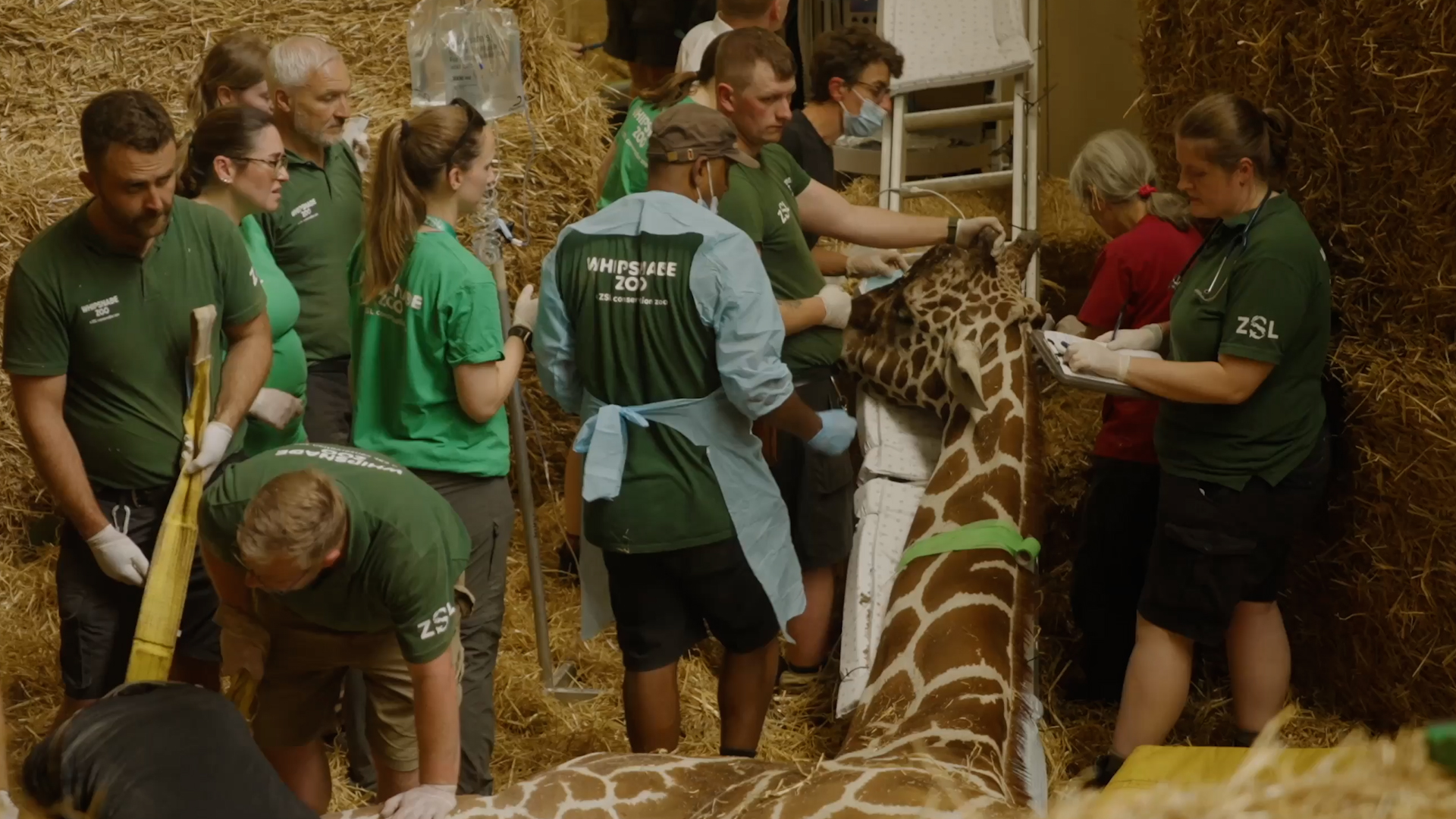 Giraffe undergoes life-changing procedure to treat recurrent lameness