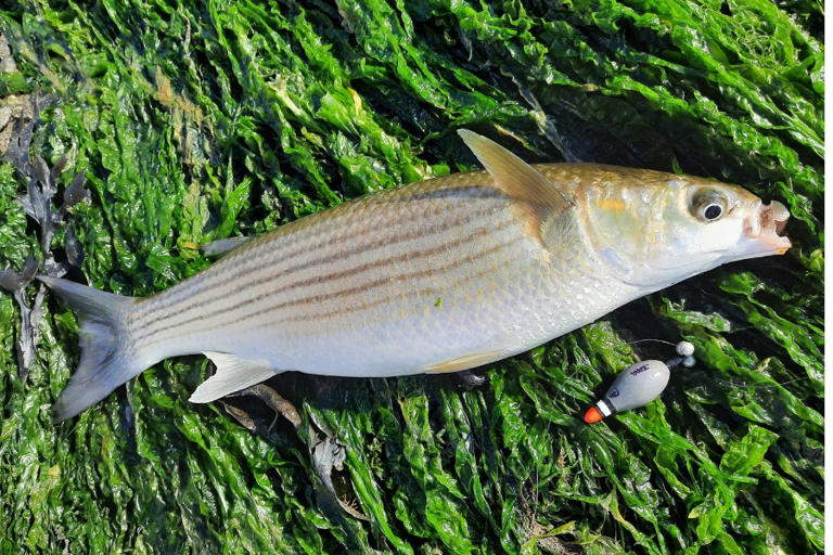 20 unmissable tips to catch more fish this summer