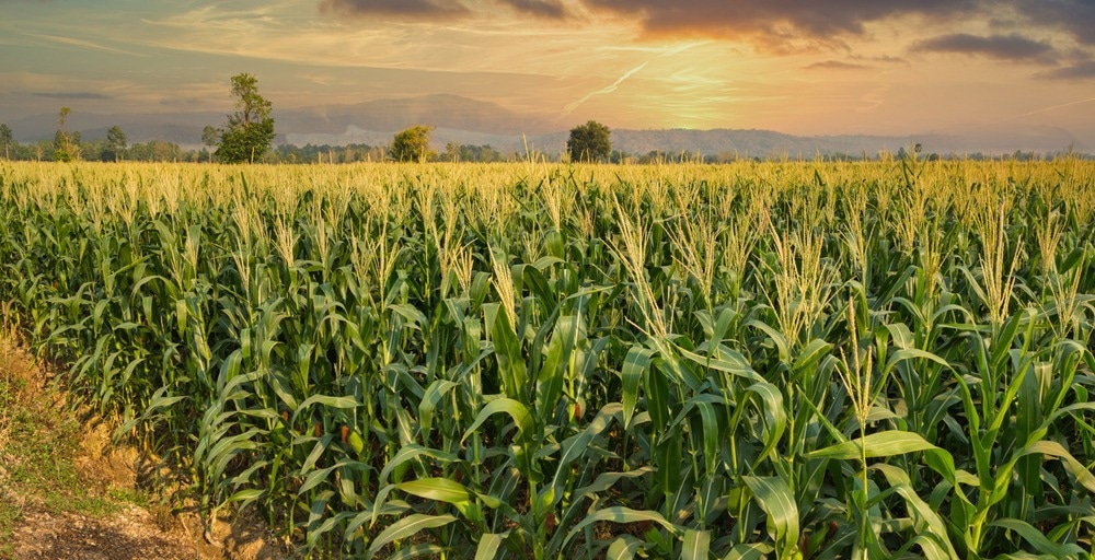 China Reforms Agricultural Plastic Policy to Combat Residual Film Pollution