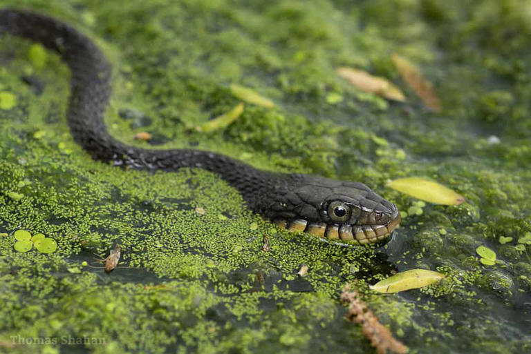 Discover 8 Texas Snakes Lurking In and Around the Trinity River