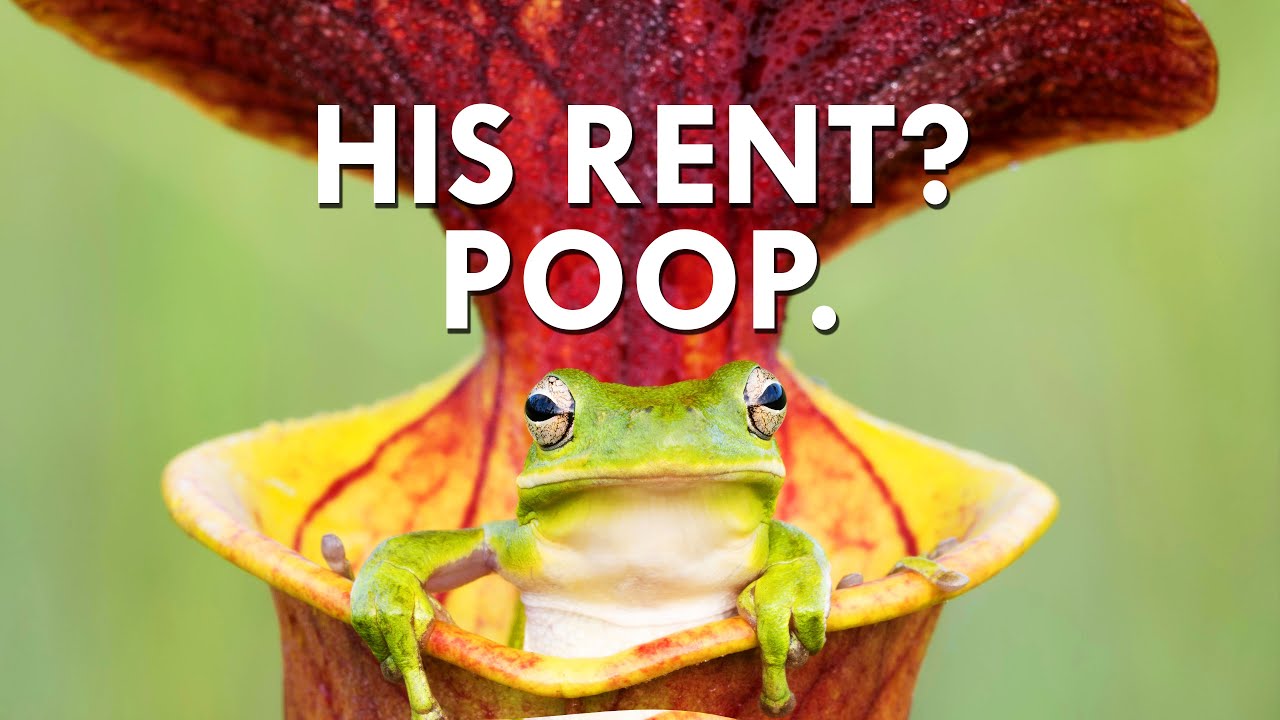 Pitcher Plants: Nature’s Strangest Landlord