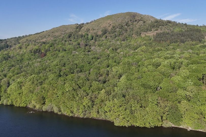 'Once in a lifetime opportunity' to buy £1.2 million Lake District woodland