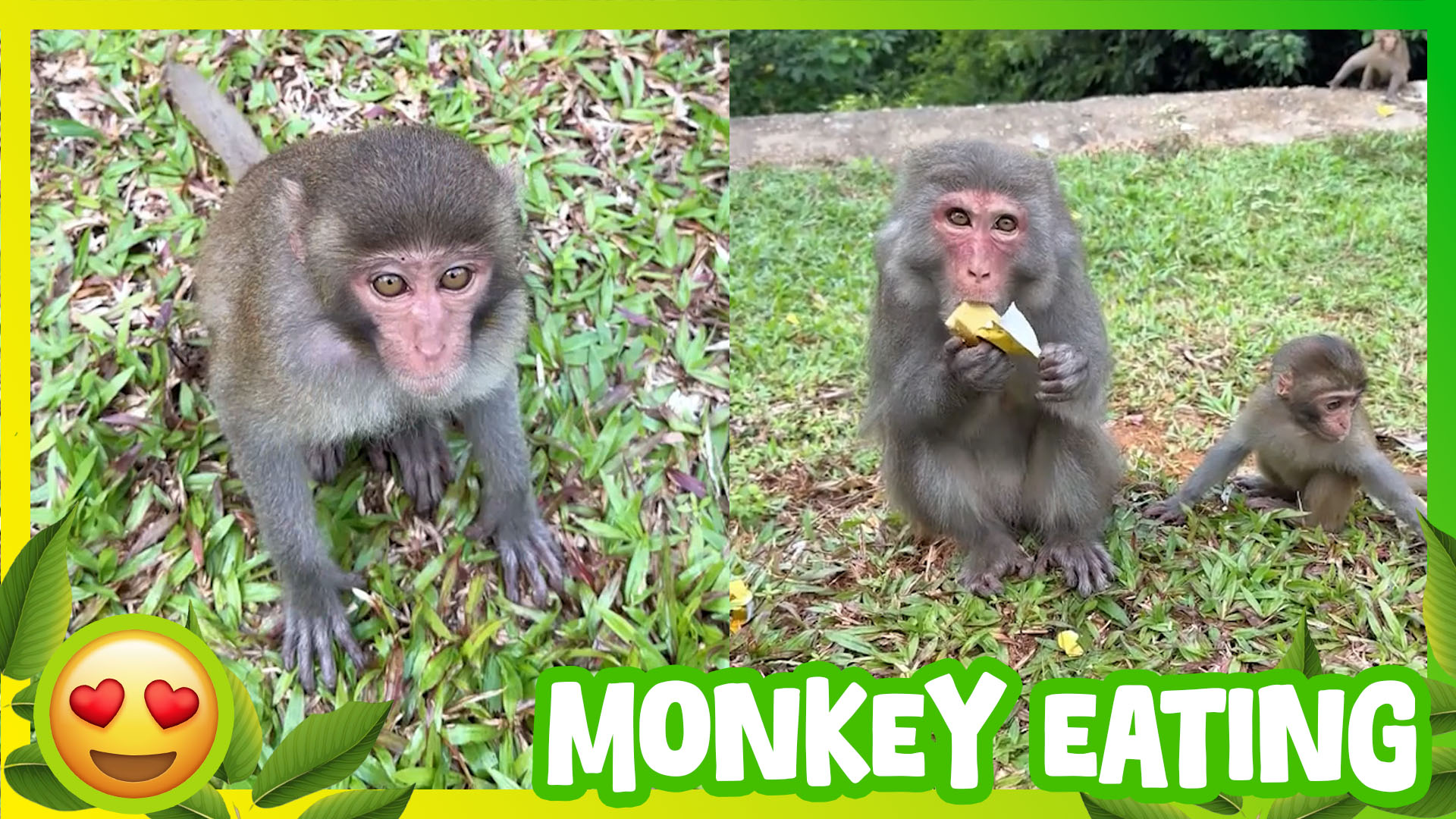 Monkey Eating in the Jungle