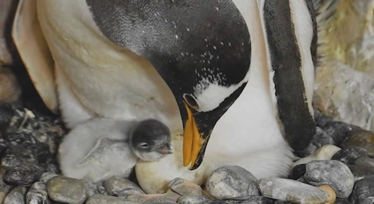 Acquario di Genova, nati tre pinguini di specie diverse