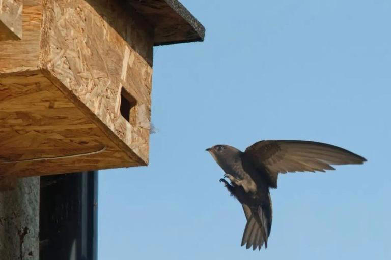 New project launched to help save tiny Swifts in Lancaster