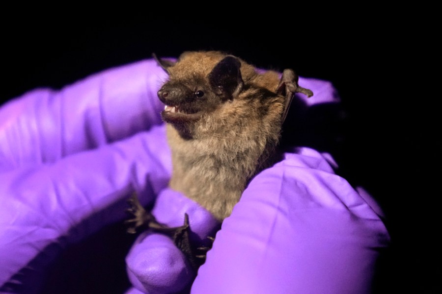 Denver finds first rabies-positive bats of 2025: Here’s where and what ...