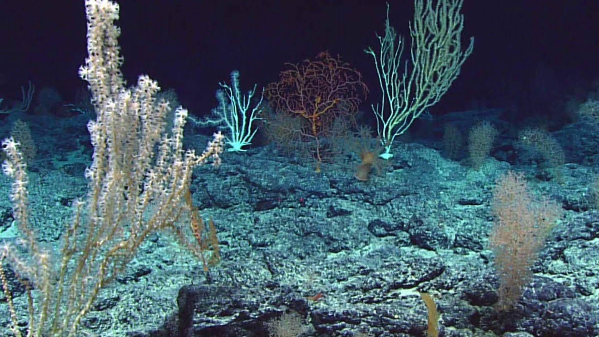 The few things we know about the bottom of the ocean