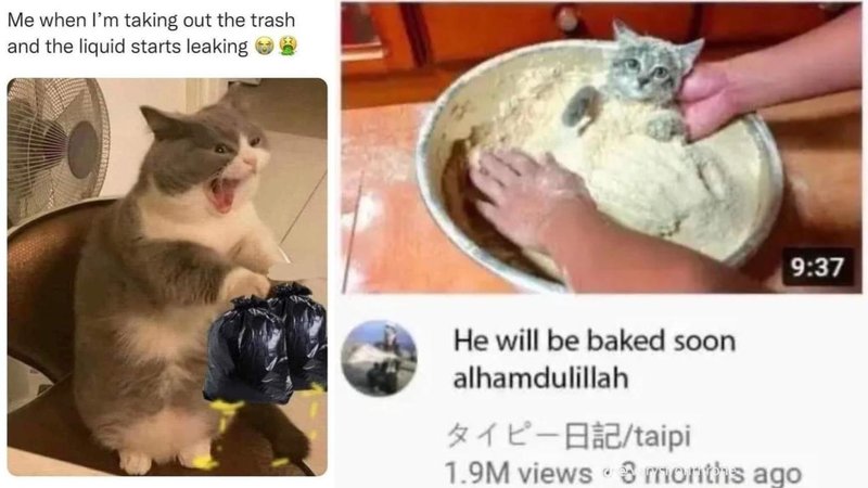 Enjoy Peak Internet Humor With These 15 Cat Memes