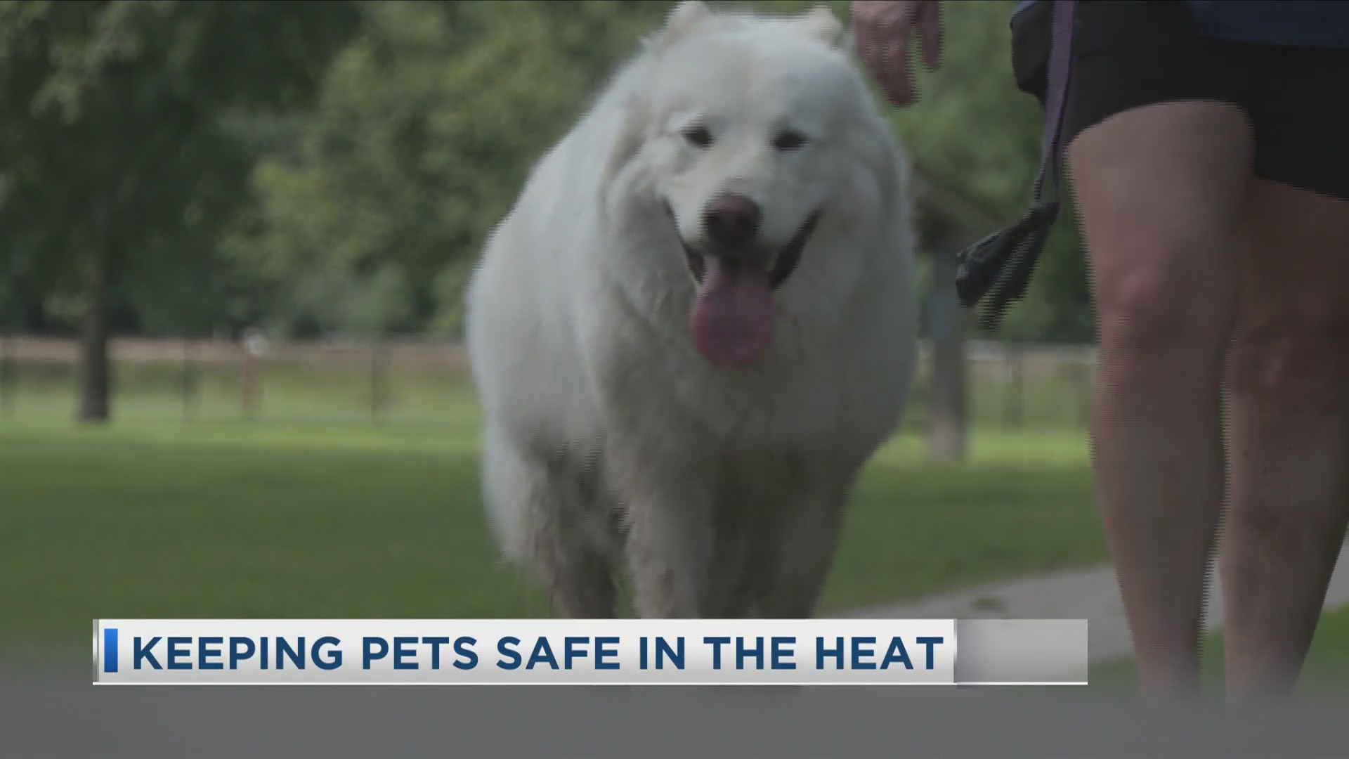 Keeping Pets Safe In The Heat