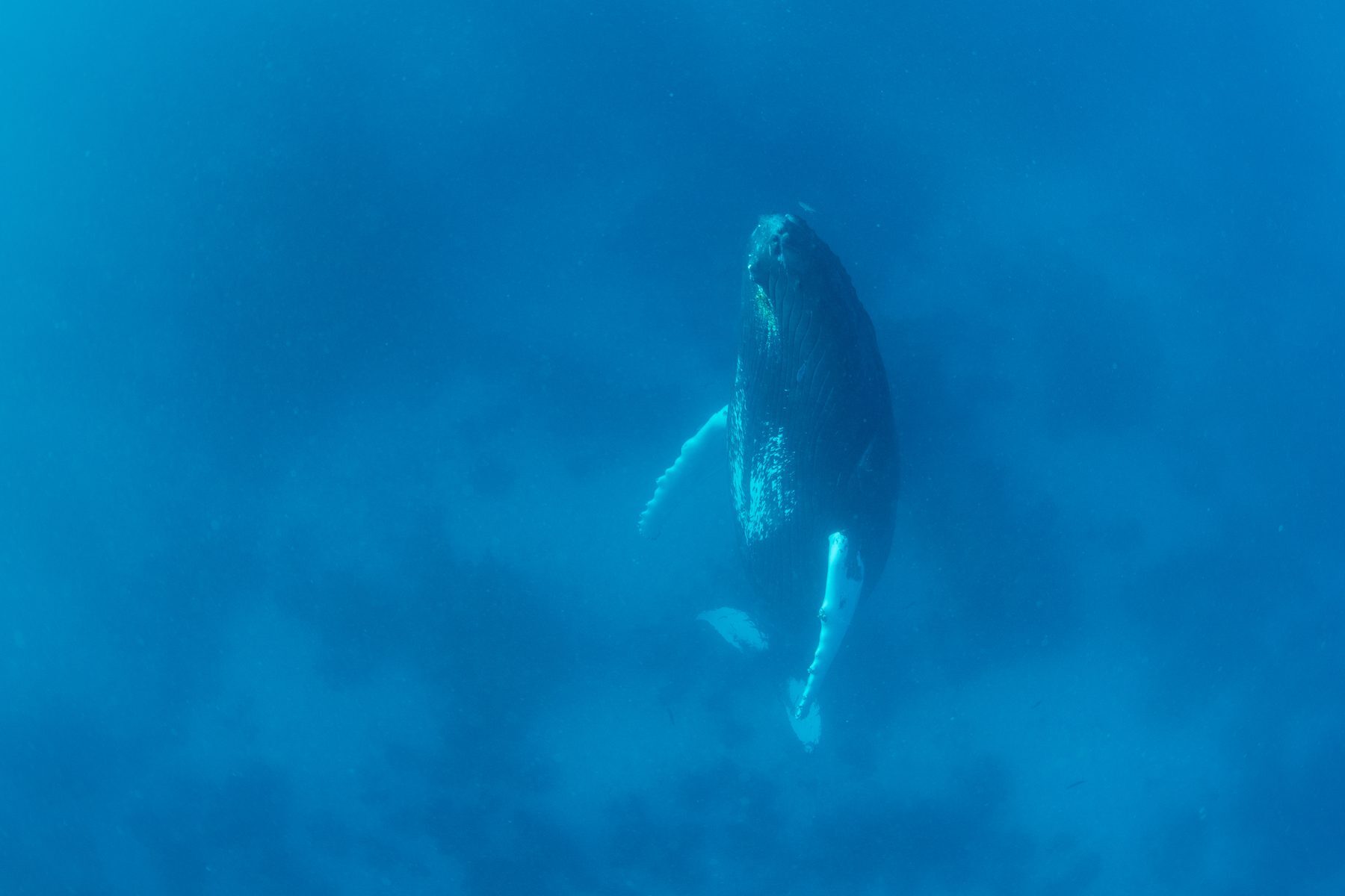 20 disturbing facts about whales, the giants of the sea