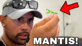 New Home for a Giant Mantis – Terrarium Setup & First Look