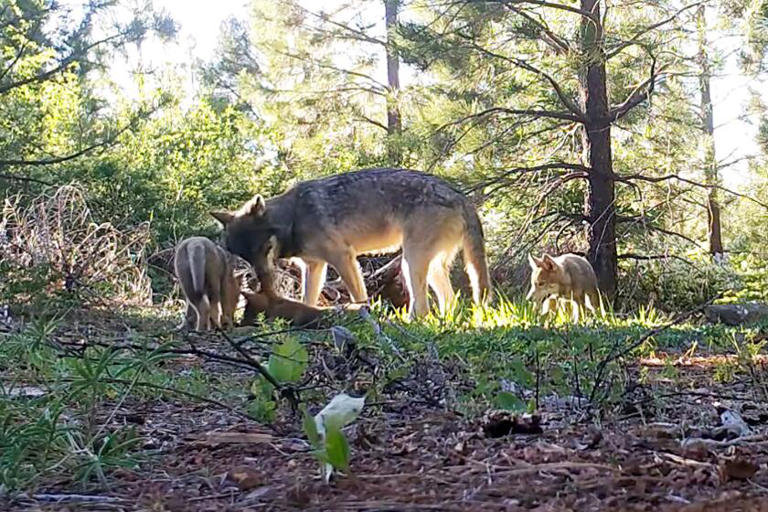 Contributor: We know how to coexist with bears and wolves. Will we kill ...