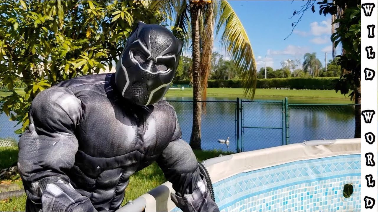 Exploring the world of black panthers