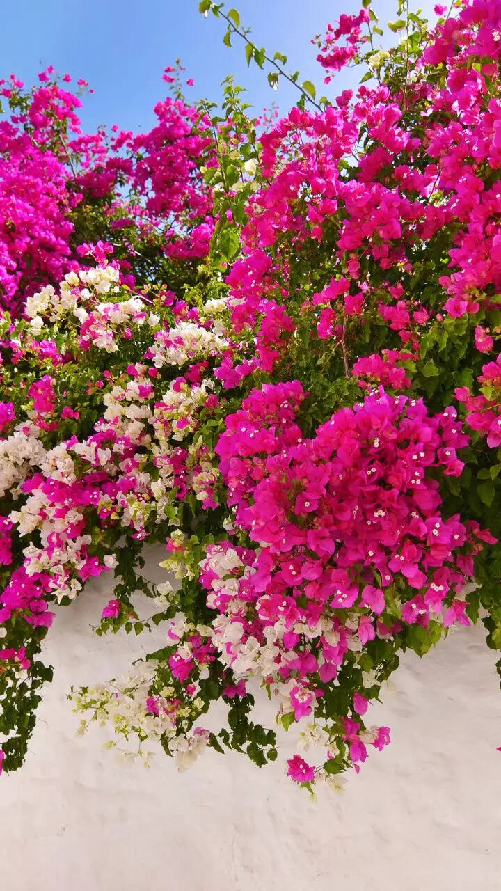 8 beautiful creepers for your balcony