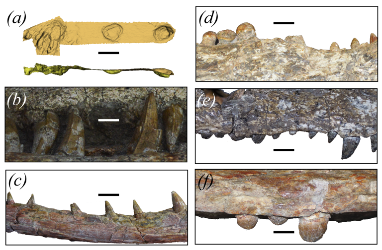 Teeth marks on fossil show ‘terror bird’ may have been killed in ...