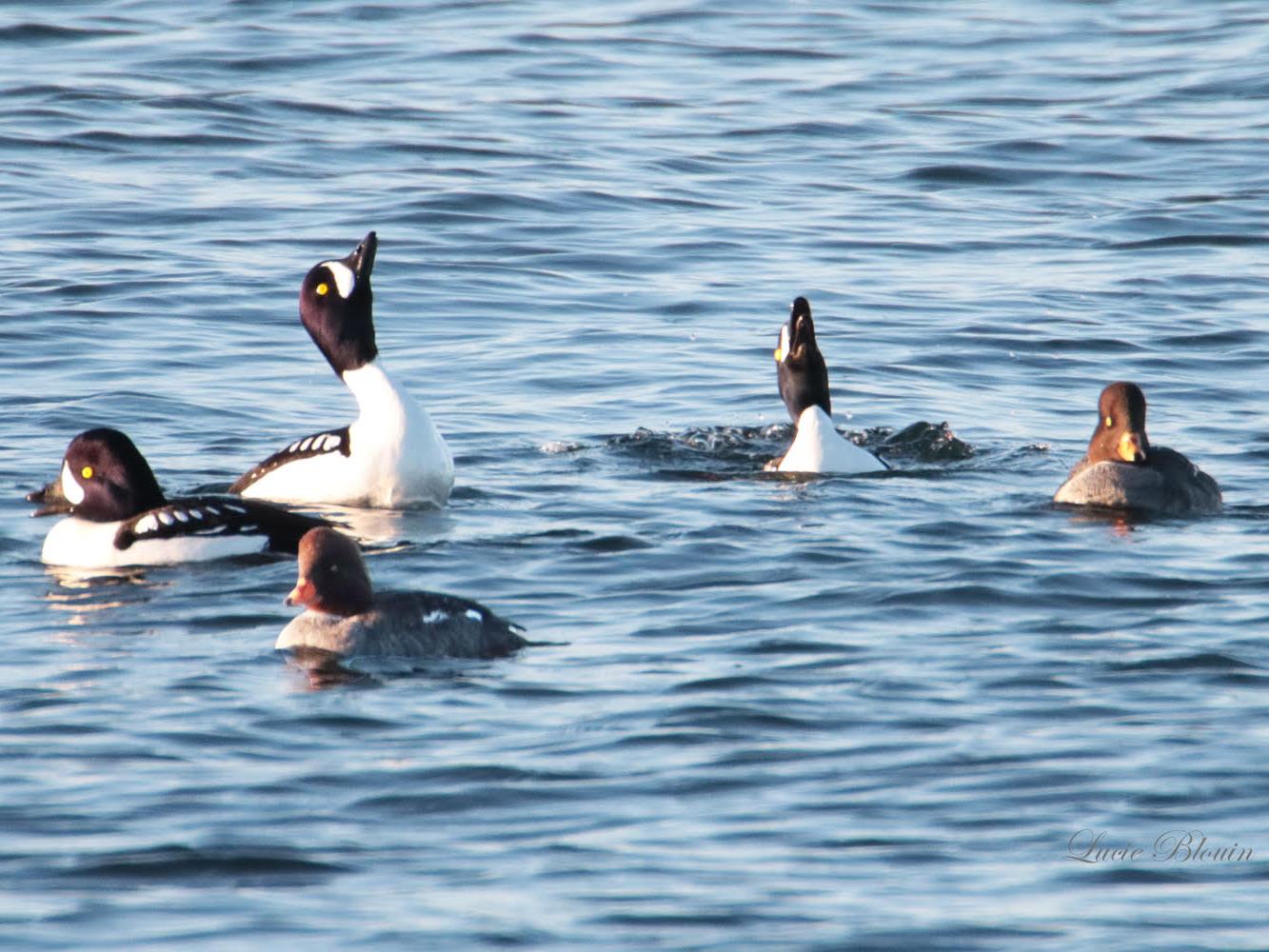 Un guide pratique pour protéger le garrot d’Islande