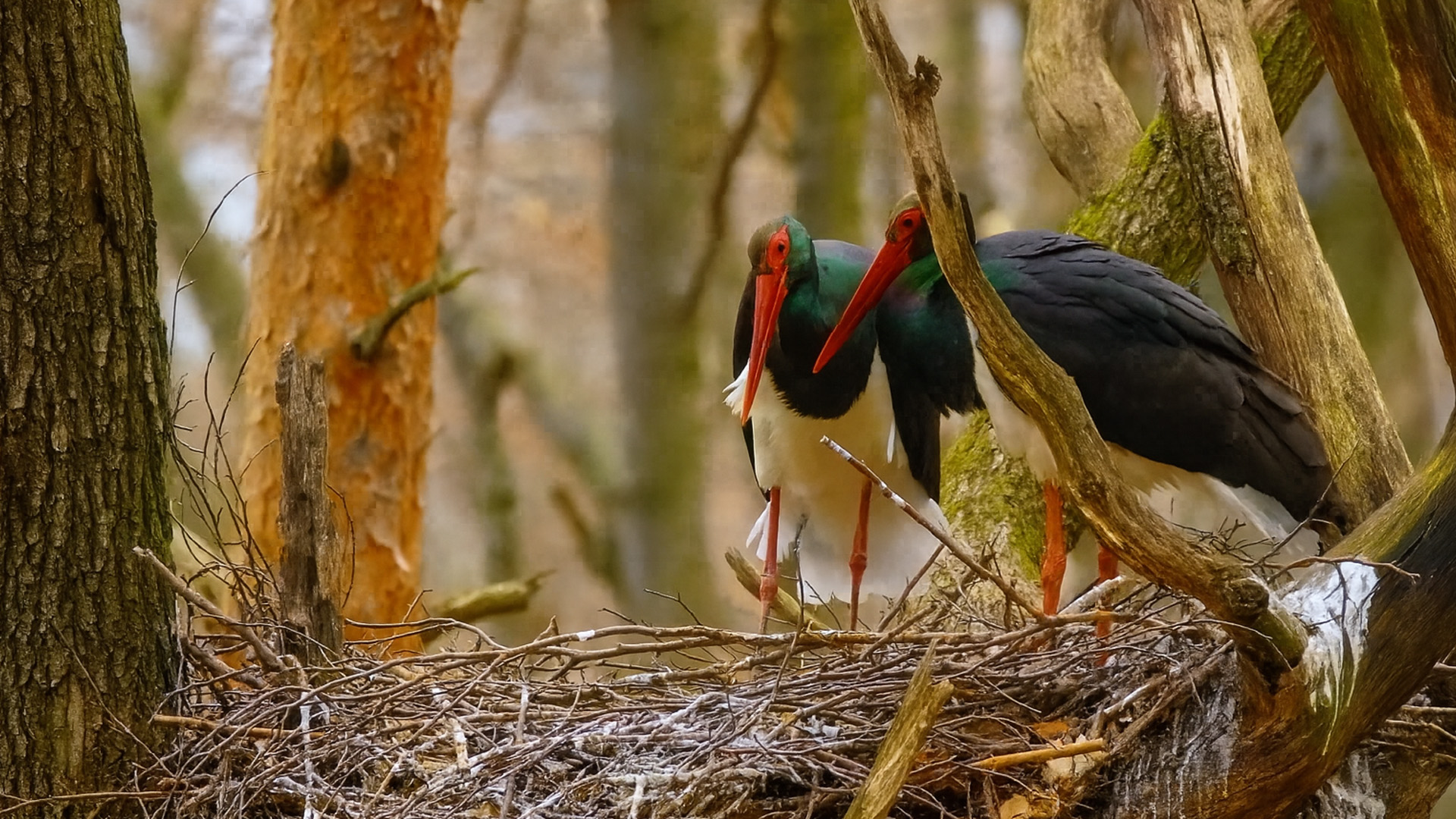 Explore the Natural Habitat of Wild Animals