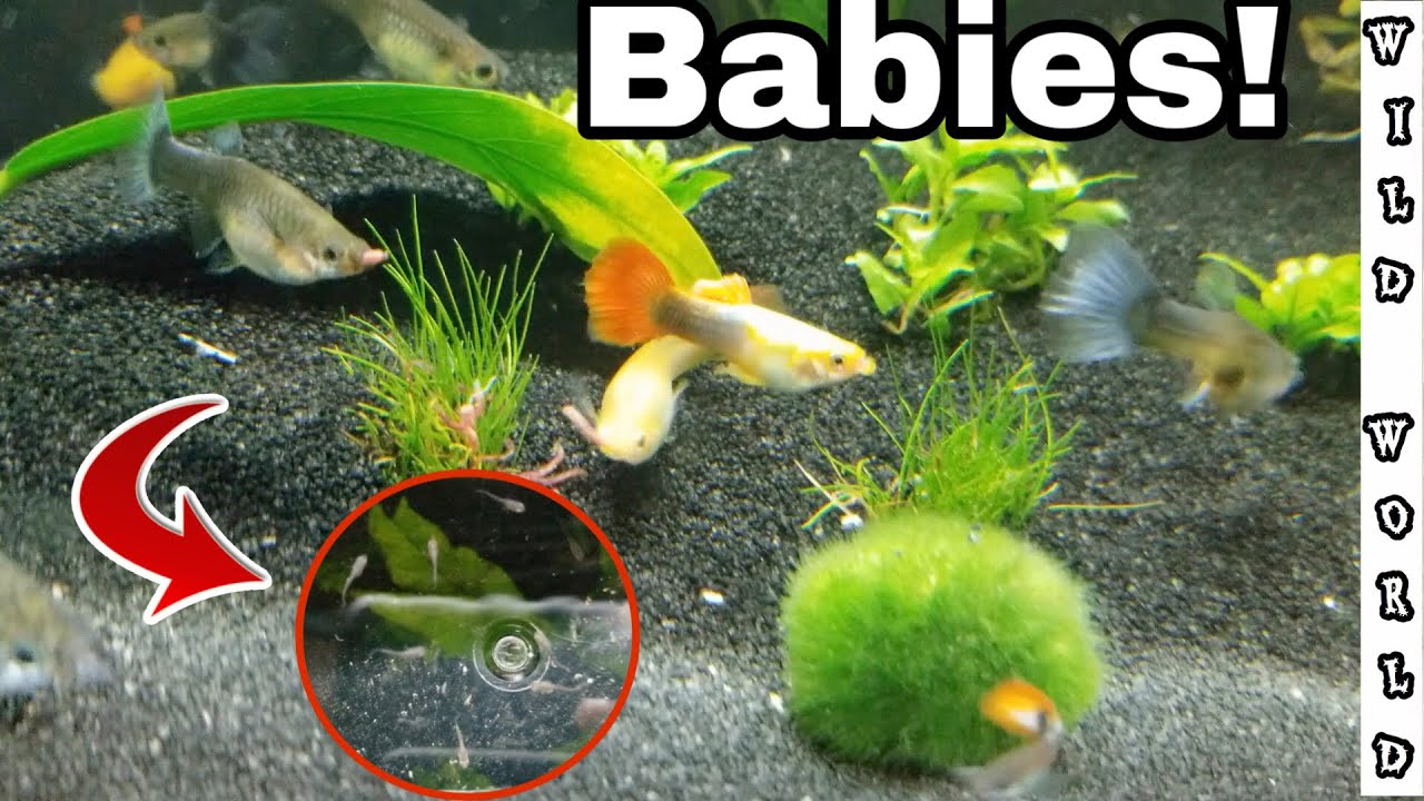 Guppy Birth Update – Meet the Tiny New Additions