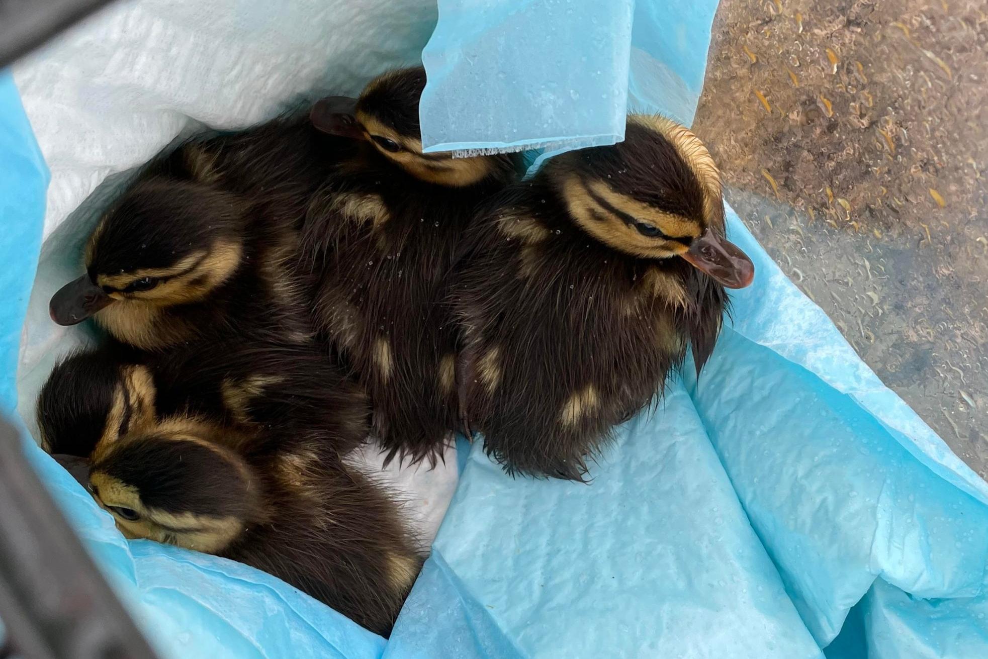 'They may not have survived much longer' - seven ducklings rescued from ...