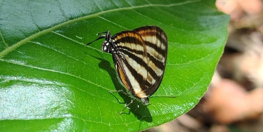 Some Butterflies Fooled Evolution and Developed a Second “Head”