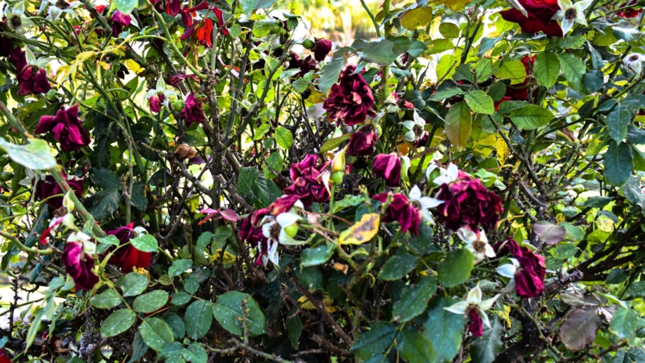 9 Reasons Your Rose Bush is Dying