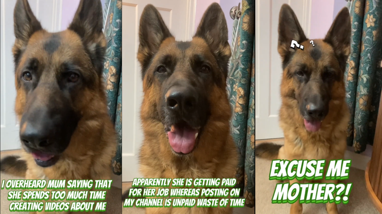 How to Make Money — German Shepherd Style
