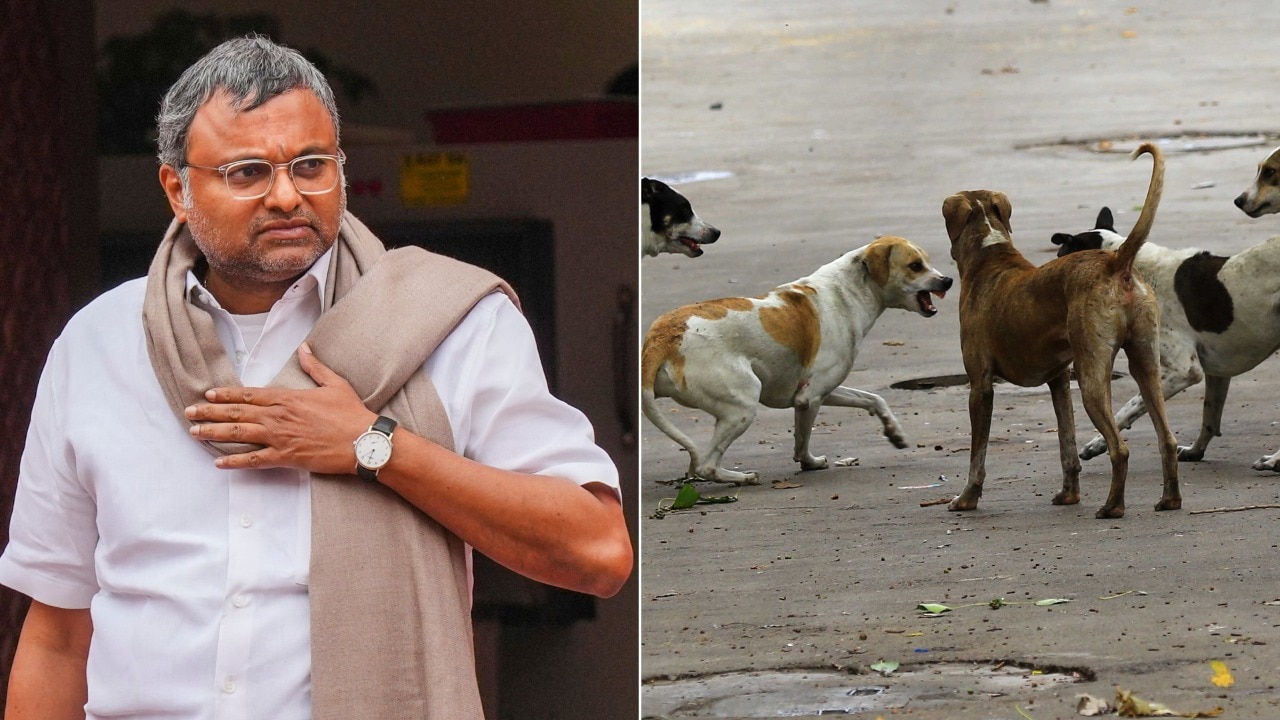 11 bitten by stray dog in Tamil Nadu in single day, Congress MP demands ...