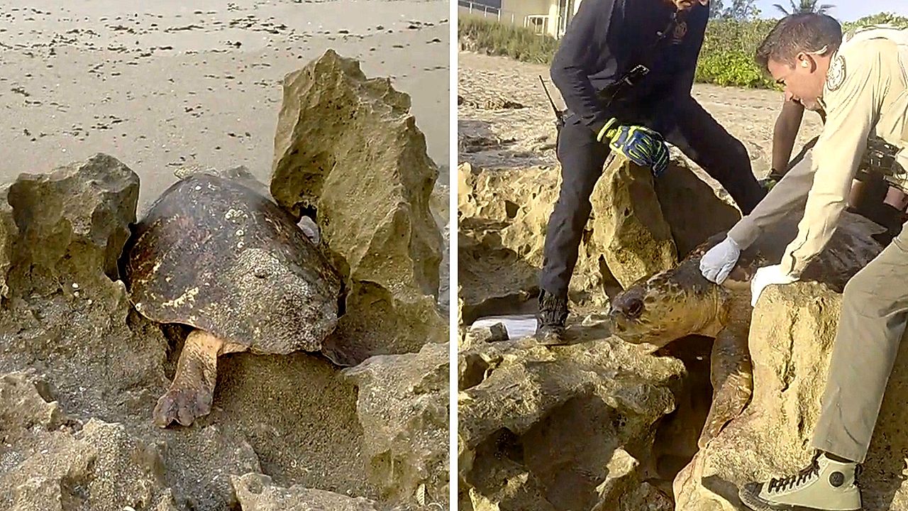Rescue workers help stuck loggerhead sea turtle get back to the sea