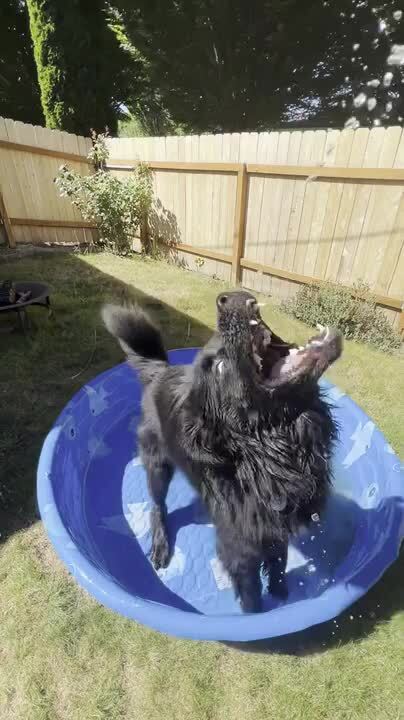 Newfoundland Dog Refuses to Let Owner Fill Tub