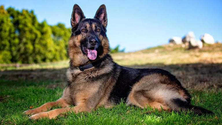 7 most protective dog breeds to keep your home and family safe