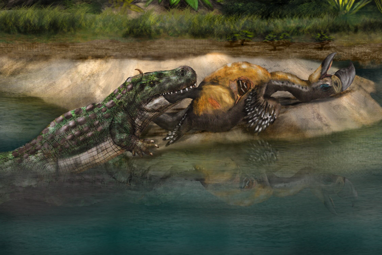 Teeth marks on fossil show ‘terror bird’ may have been killed in ...