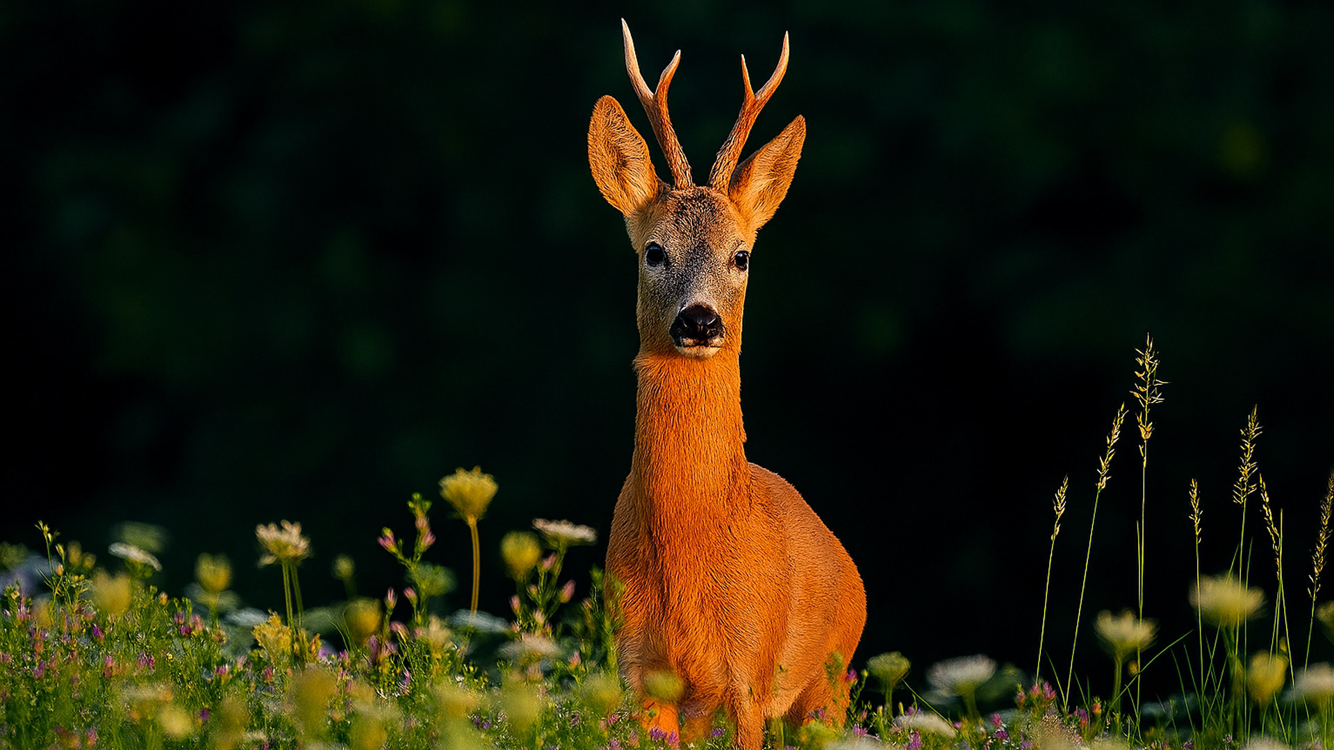 Rehbock in der Brunft überquert eine blühende Wiese