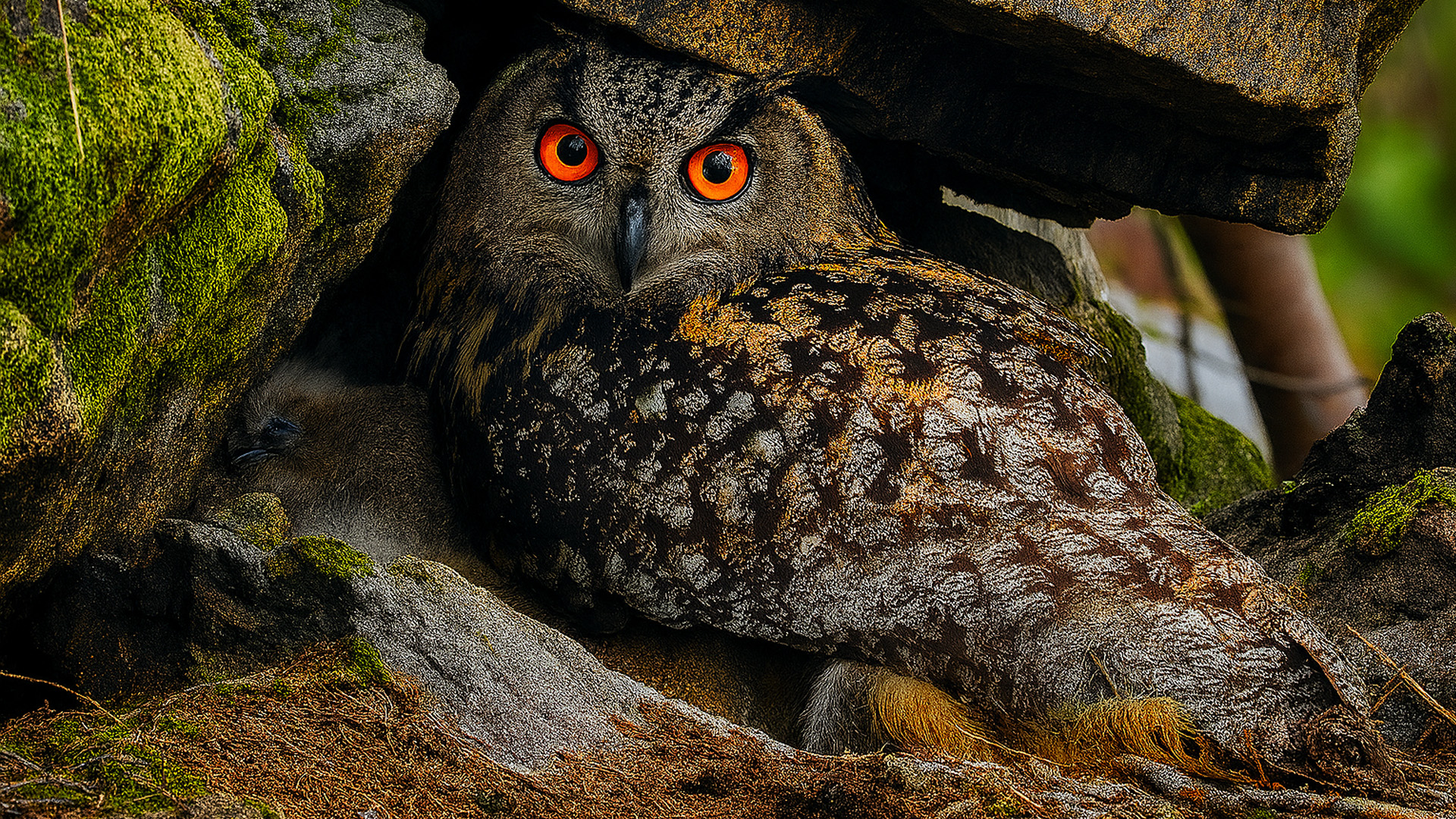 Eurasian Eagle-Owl – Mother Arrives at the Nest with Her Chicks
