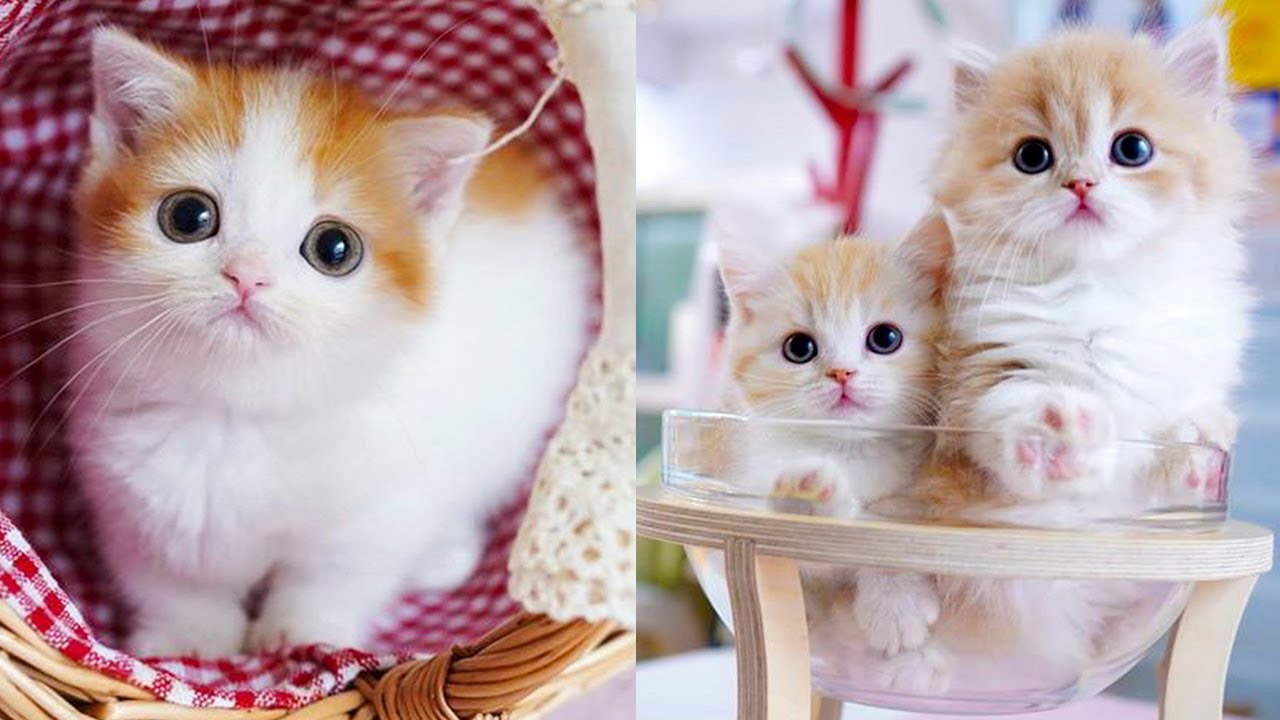 Calm animal moments captured in bright indoor spaces | funny animal video