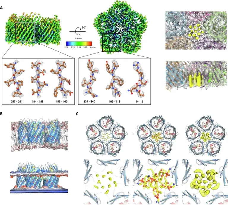 Scientists discover 'superfamily' of predator proteins that attack and ...