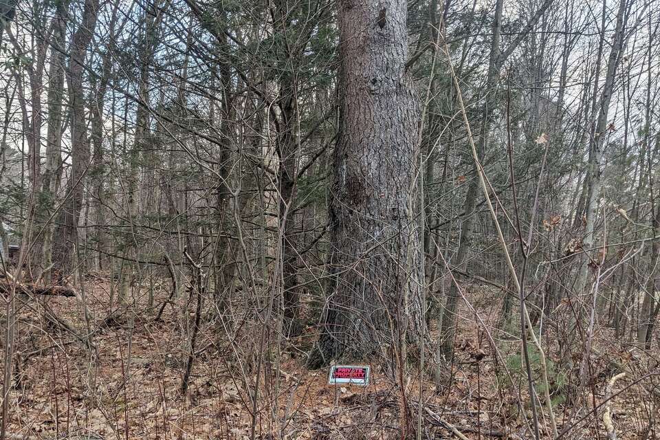 Plans to cull 19 wooded acres for a solar farm in Torrington draws ...