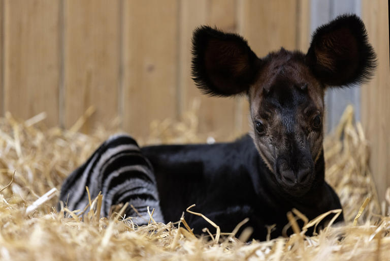 Dublin Zoo 'delighted' at the birth of the third ever Irish-born okapi calf