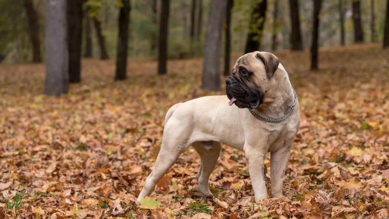 7 most protective dog breeds to keep your home and family safe